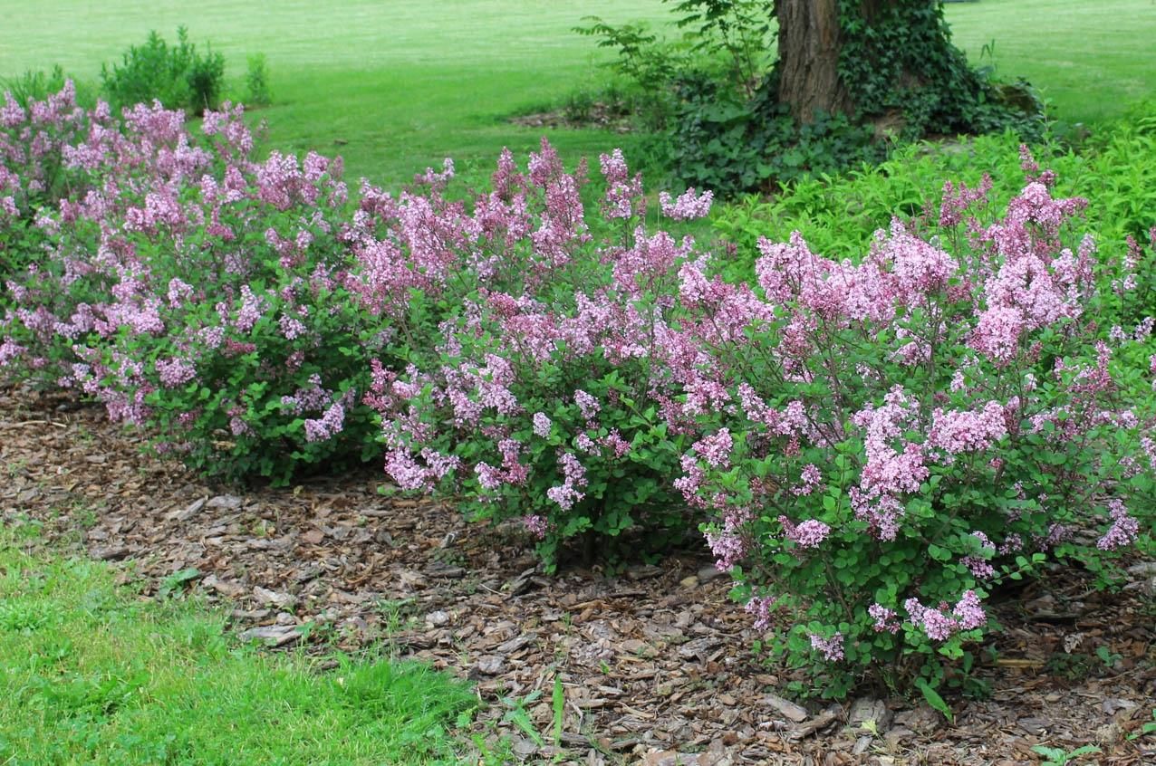 Bez Lilak Palibin Miniaturowy 5 Litrów 40Cm Xxl - Ceny i opinie - Ceneo.pl