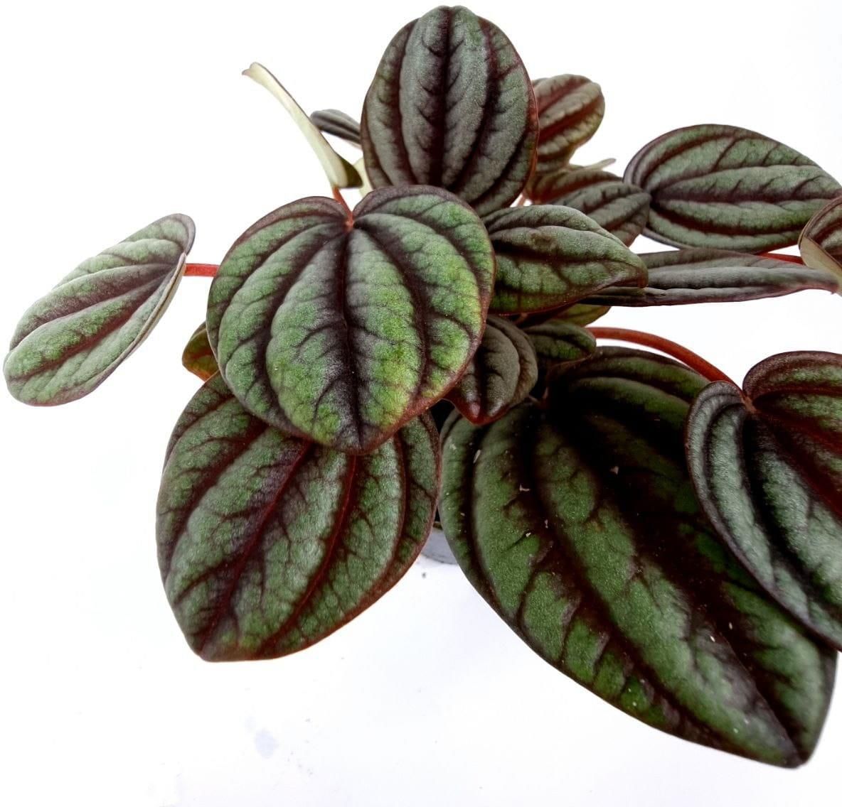 Peperomia Albovittata Piccolo Banda - Ceny i opinie - Ceneo.pl