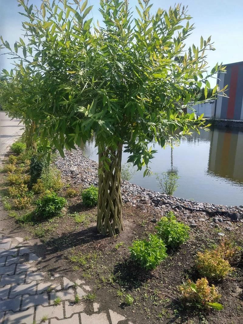 Wierzba Pleciona Wiklina Pleciona Sadzonka - Ceny i opinie - Ceneo.pl