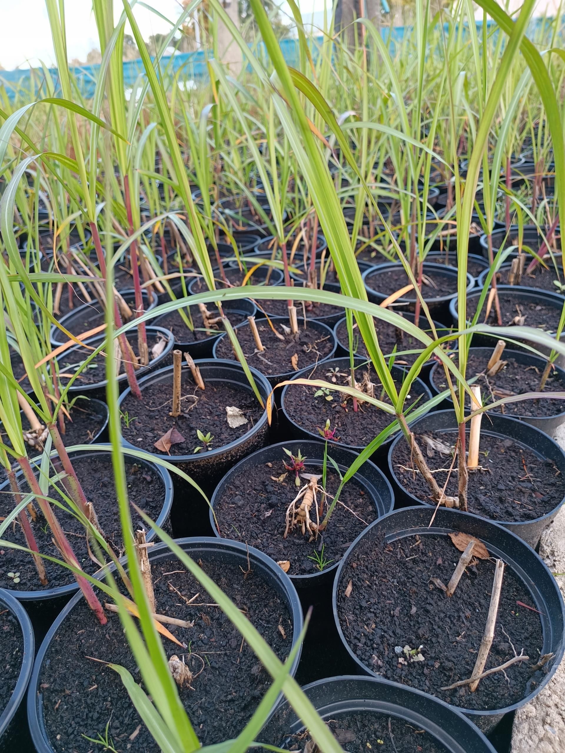 Miskant Olbrzymi, Misc. Giganteus Trawa Ozdobna - Ceny i opinie - Ceneo.pl