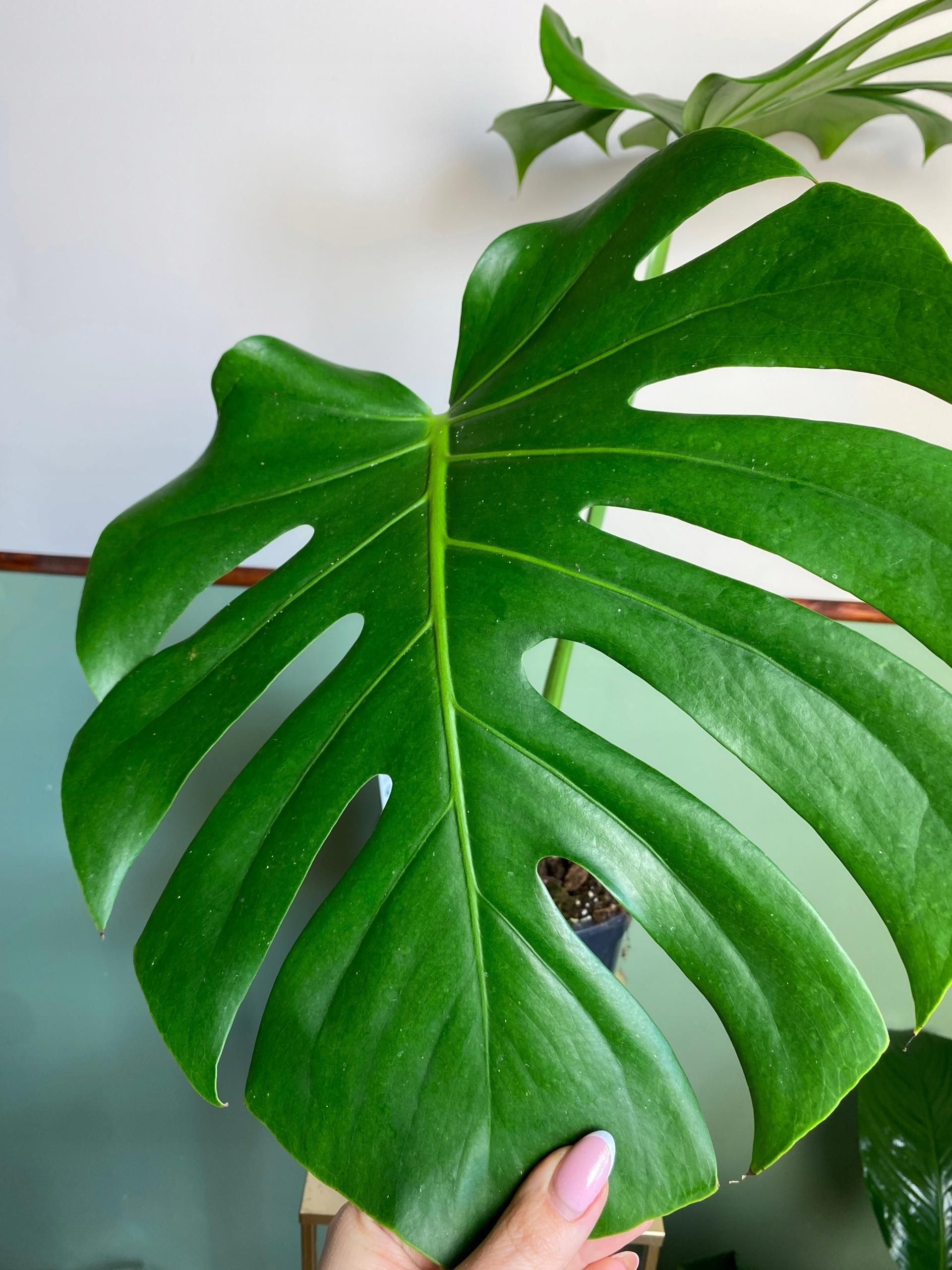Monstera Big Form Dziurawe Liście Duża Sadzonka - Ceny i opinie - Ceneo.pl