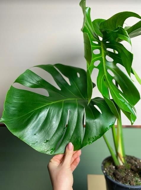 Monstera Big Form Dziurawe Liście Duża Sadzonka - Ceny i opinie - Ceneo.pl