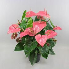 Anturium Karma Pink Anthurium Kwiaty Sadzonka - Ceny i opinie - Ceneo.pl