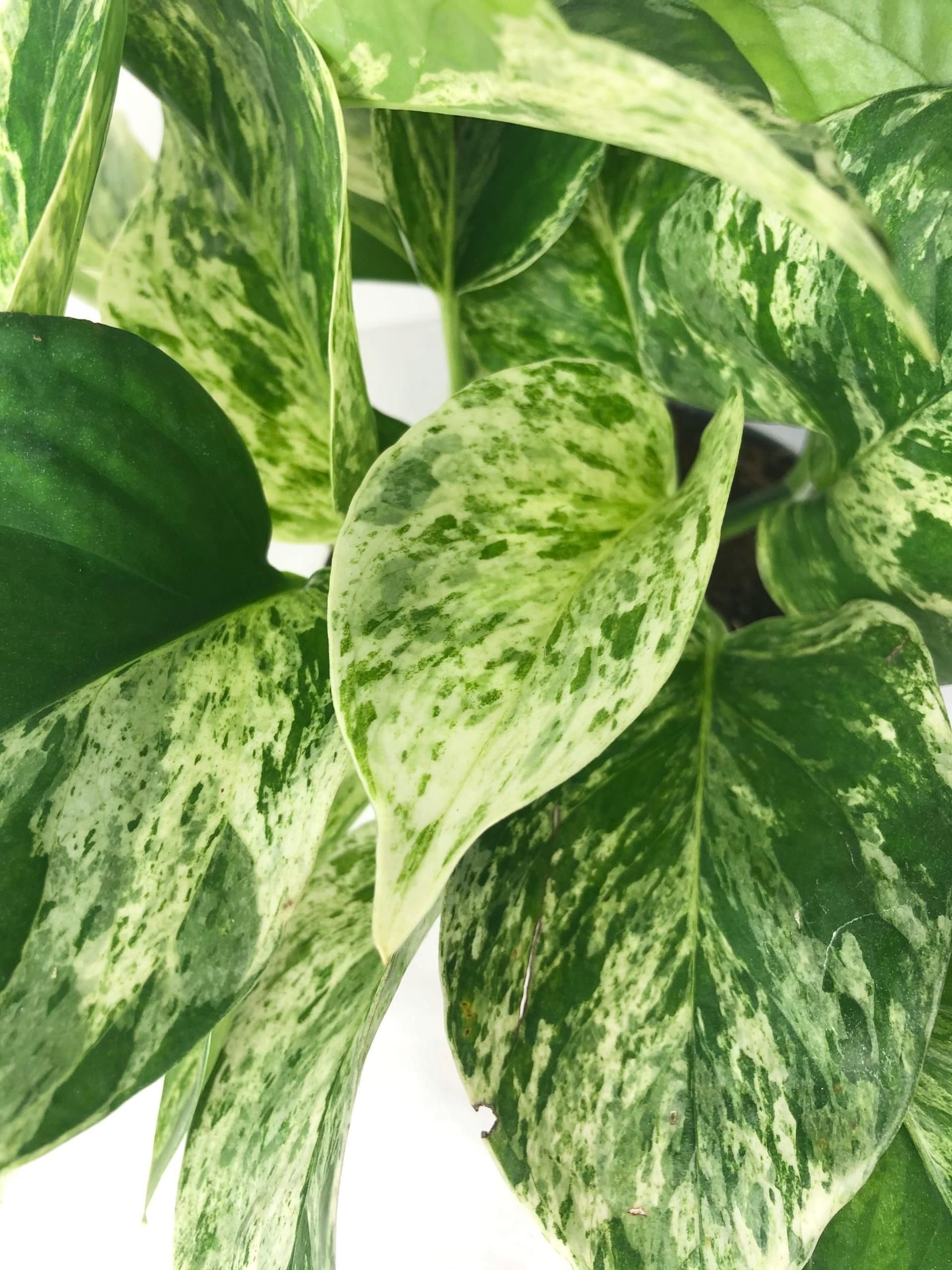 Scindapsus Marble Queen Piękne Pnącze Do Domu - Ceny i opinie - Ceneo.pl