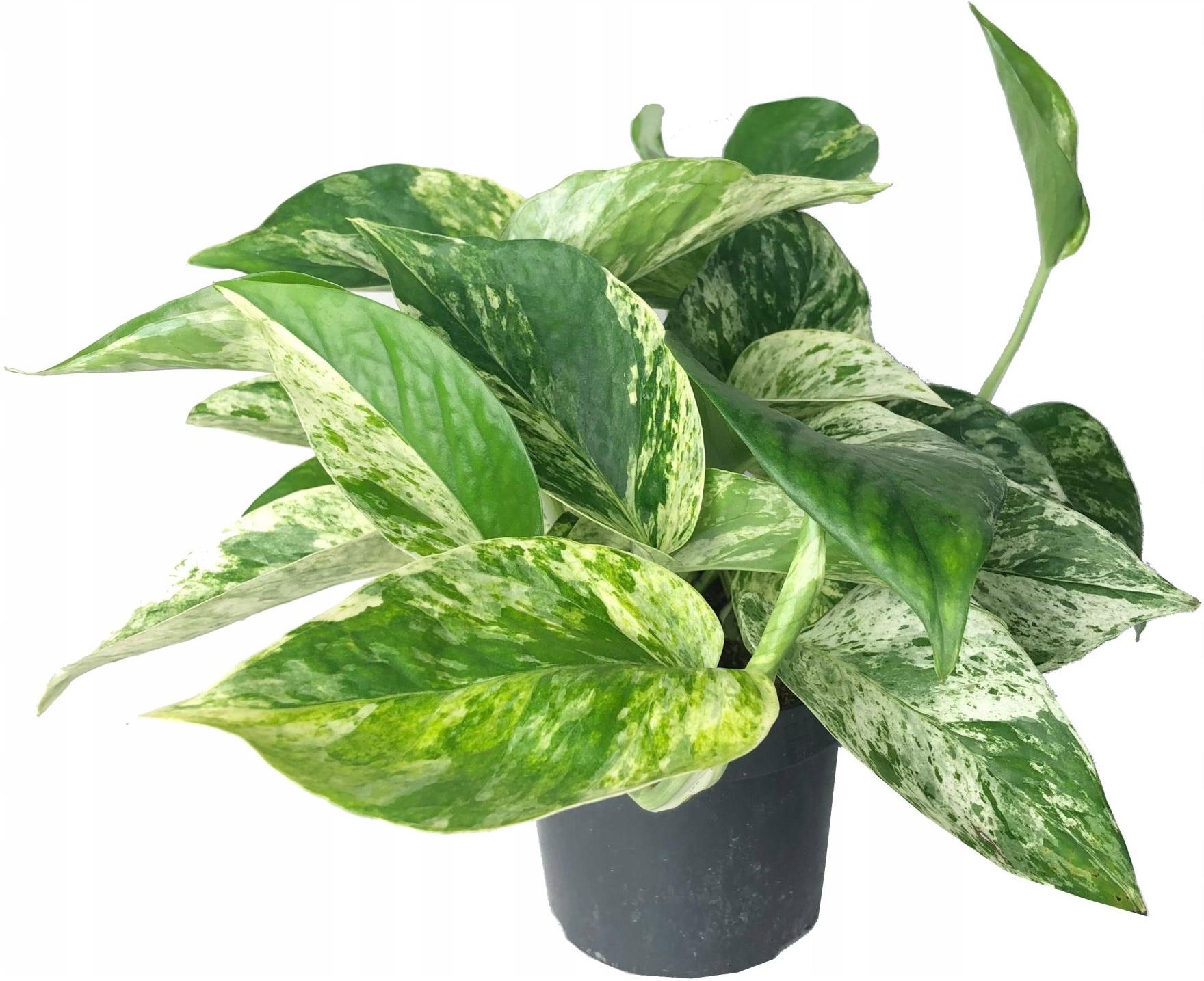 Scindapsus Marble Queen Piękne Pnącze Do Domu - Ceny i opinie - Ceneo.pl