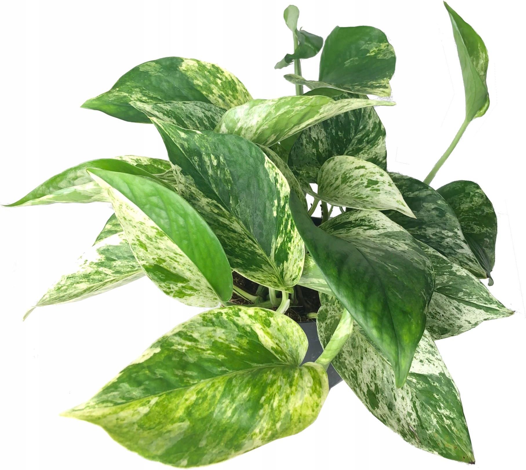 Scindapsus Marble Queen Piękne Pnącze Do Domu - Ceny i opinie - Ceneo.pl