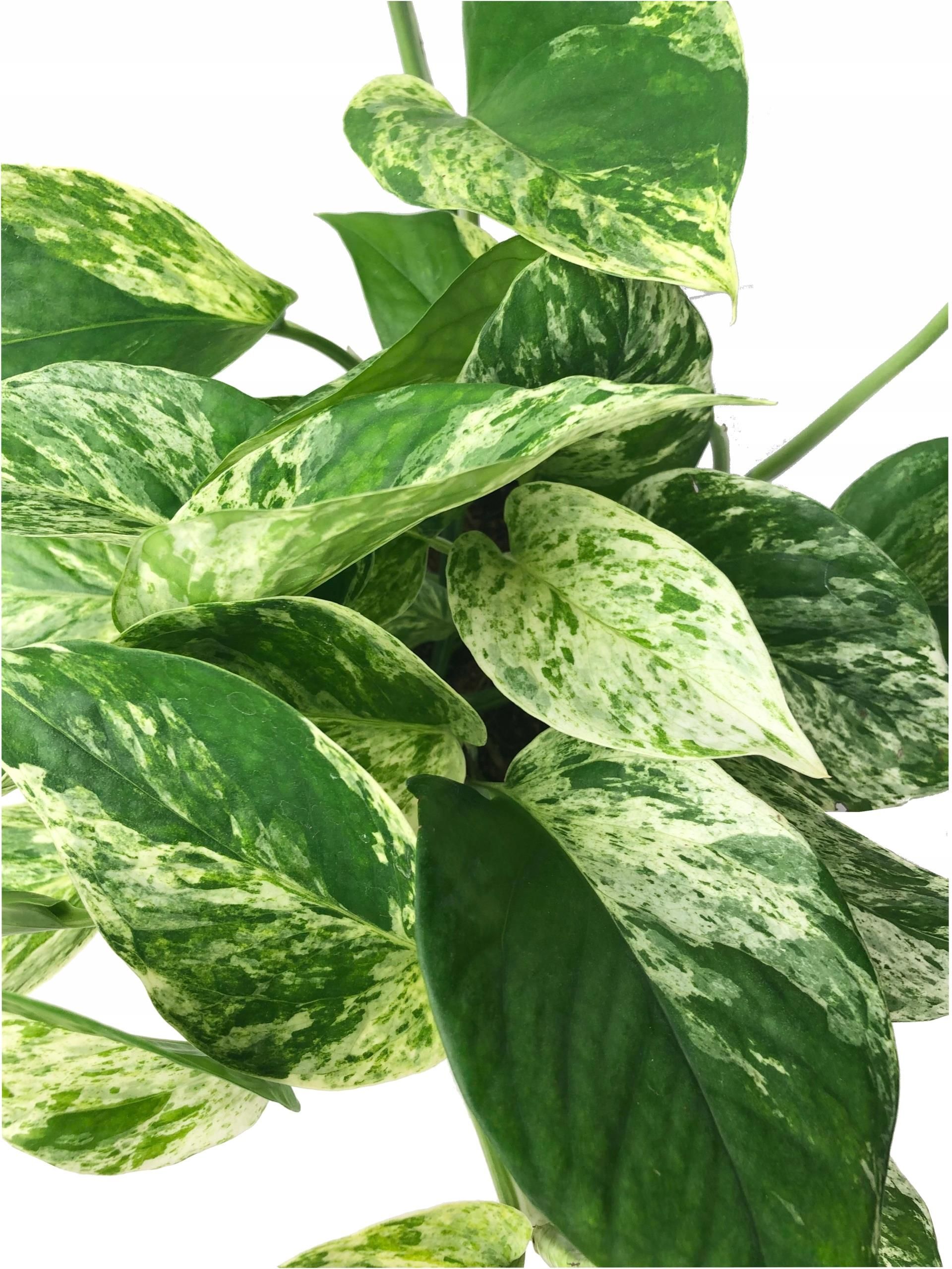 Scindapsus Marble Queen Piękne Pnącze Do Domu - Ceny i opinie - Ceneo.pl