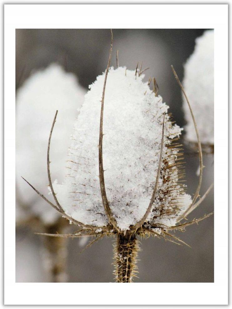 Plakat Obraz A3 Bez Ramy Kwiat Śnieg Zima Makro 3D0C9Cbf-F05F-4724-Bb2D ...