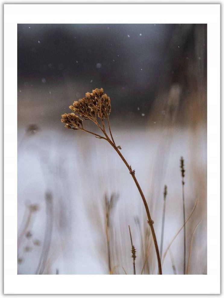 Plakat Obraz A2 Bez Ramy Kwiat Zima Łąka Beż 2A5735B6-5F7C-4Cbc-B67D ...