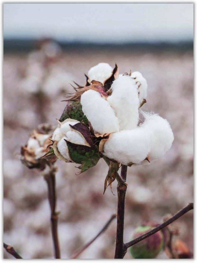 Plakat Obraz A2 Bez Ramy Kwiat Bawełna Łąka Beż 4Fee46D3-Ab35-4546-8Ed3 ...