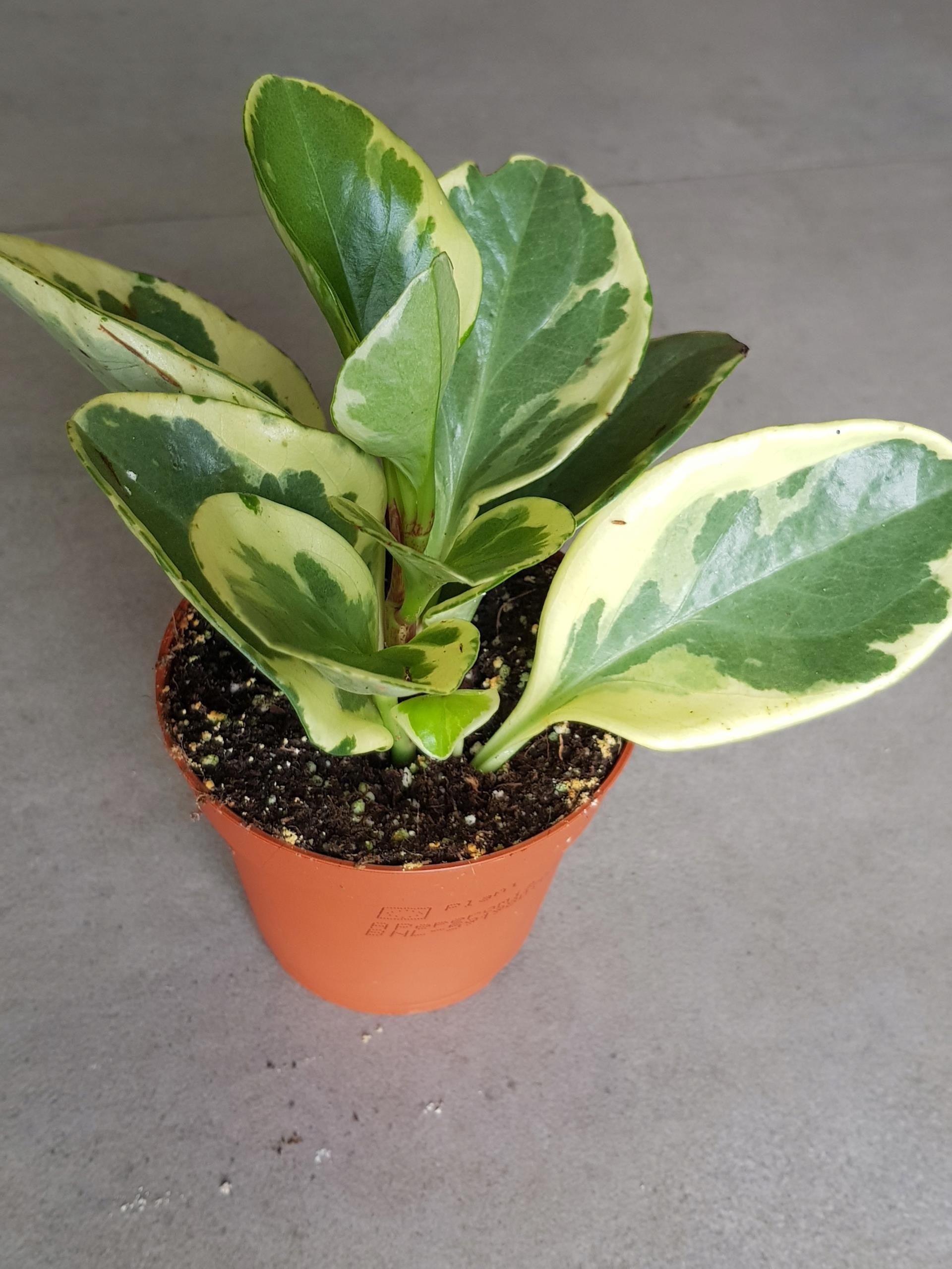 Peperomia Clusifolia Variegata - Ceny i opinie - Ceneo.pl