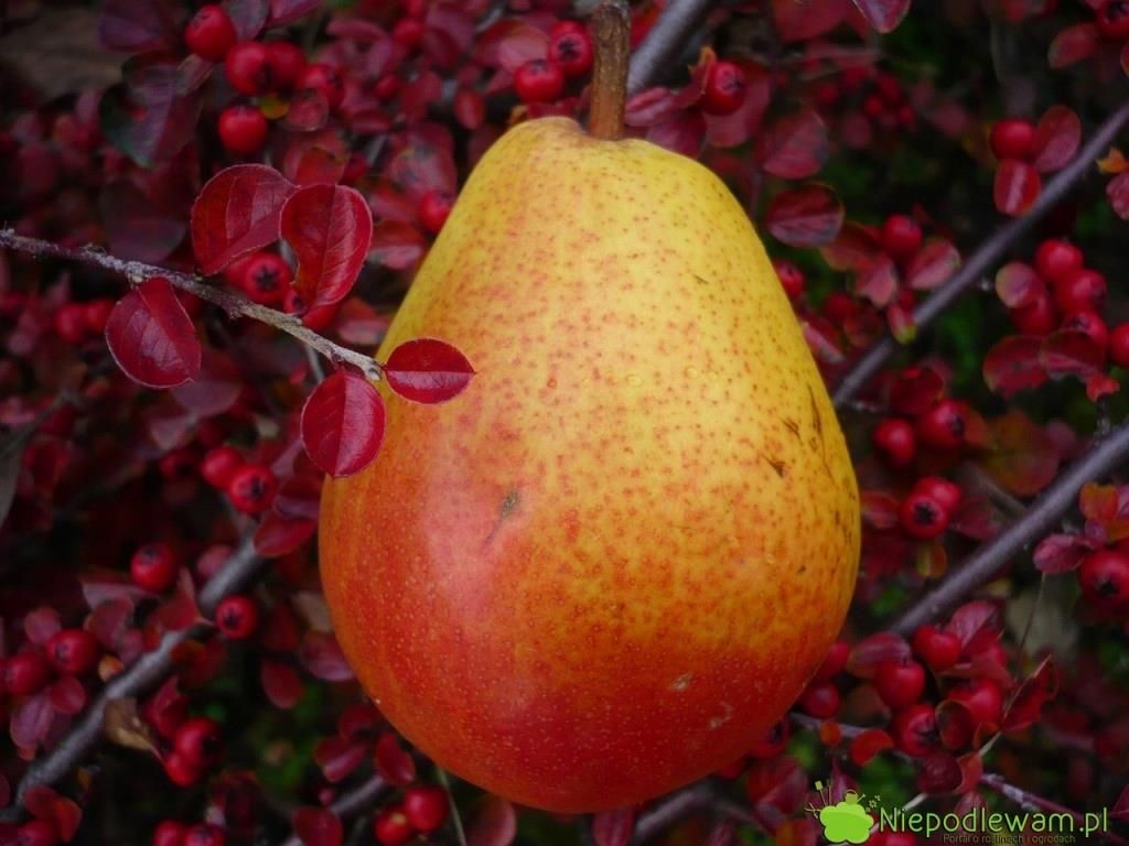 Stara Odmiana Grusza Klapsa Faworytka Sadzonki - Ceny i opinie - Ceneo.pl