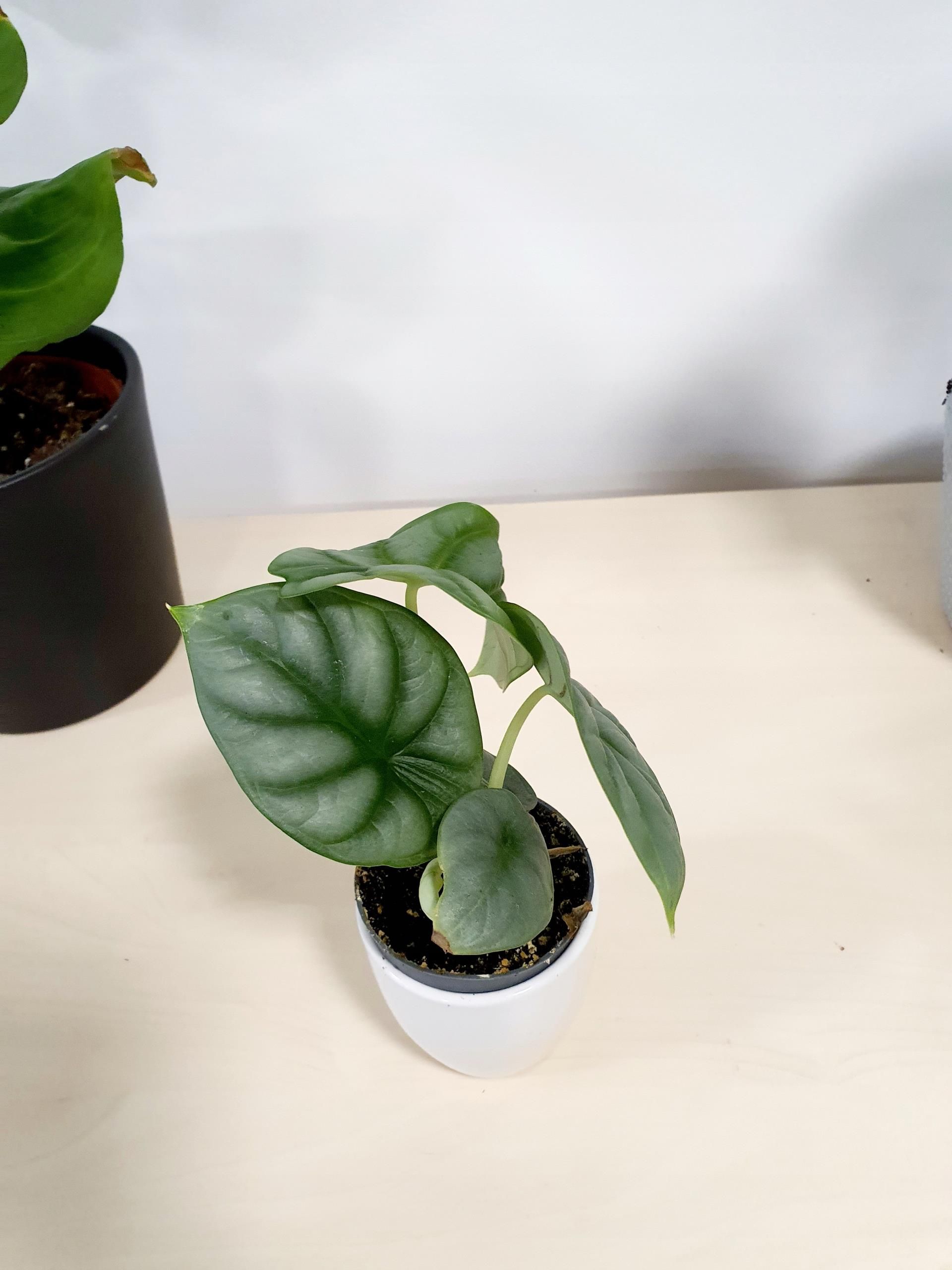 Alocasia Alokazja Silver Dragon Unikat - Ceny i opinie - Ceneo.pl