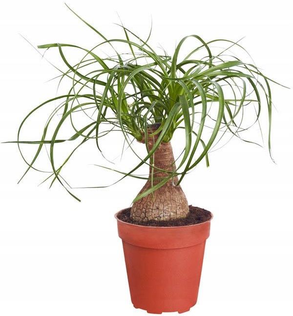 Beukarnea Wygięta Nolina Noga Słonia L 40cm - Ceny i opinie - Ceneo.pl