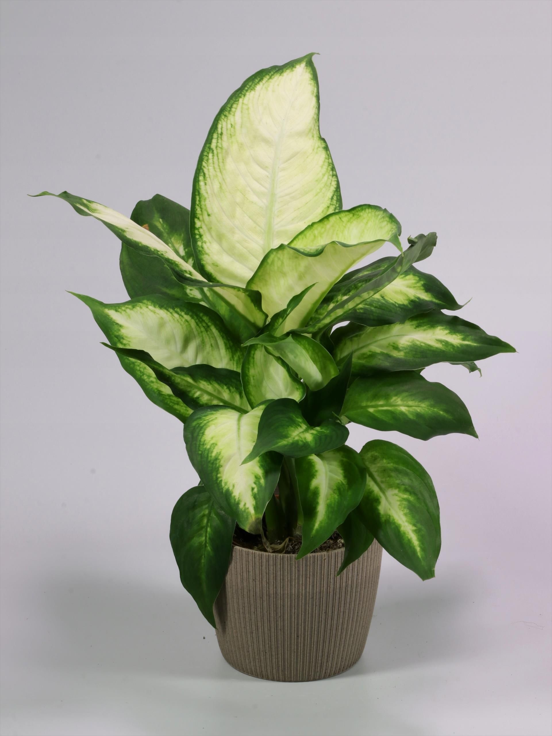 Difenbachia, Diffenbachia Camilla - Ceny i opinie - Ceneo.pl