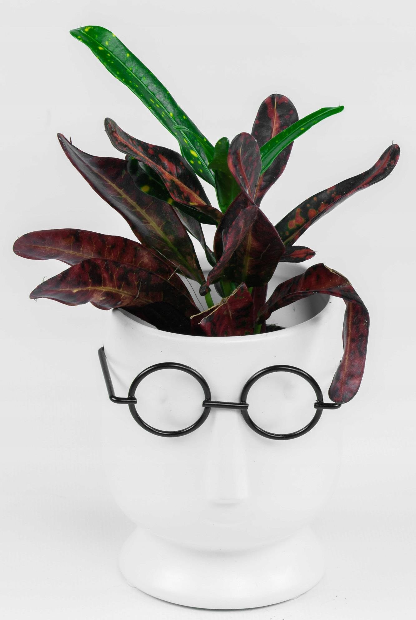 Codiaeum Variegatum Kroton Red Banana Piękny - Ceny i opinie - Ceneo.pl