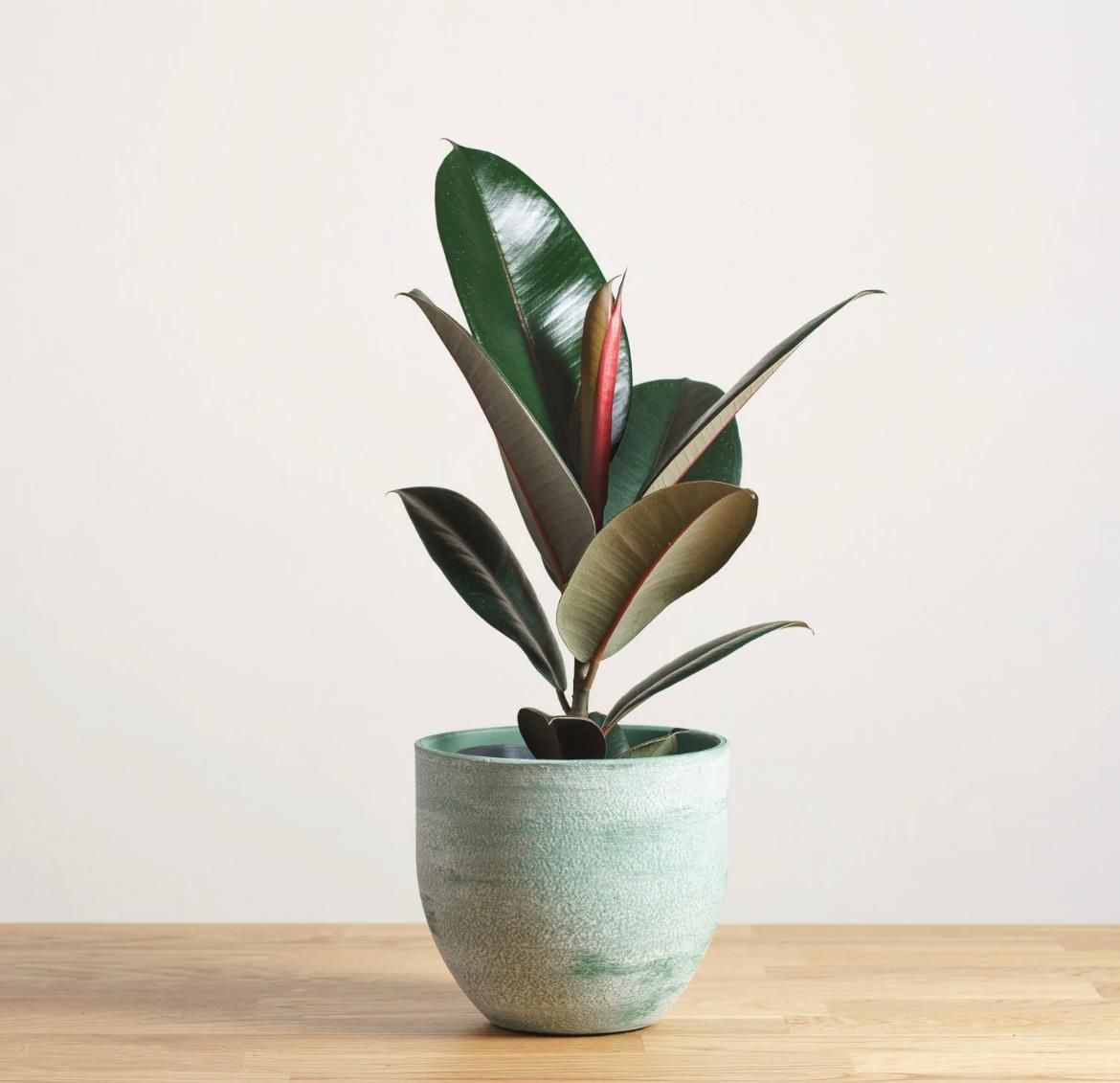 Fikus Ficus Elastica Abidjan 50cm - Ceny i opinie - Ceneo.pl