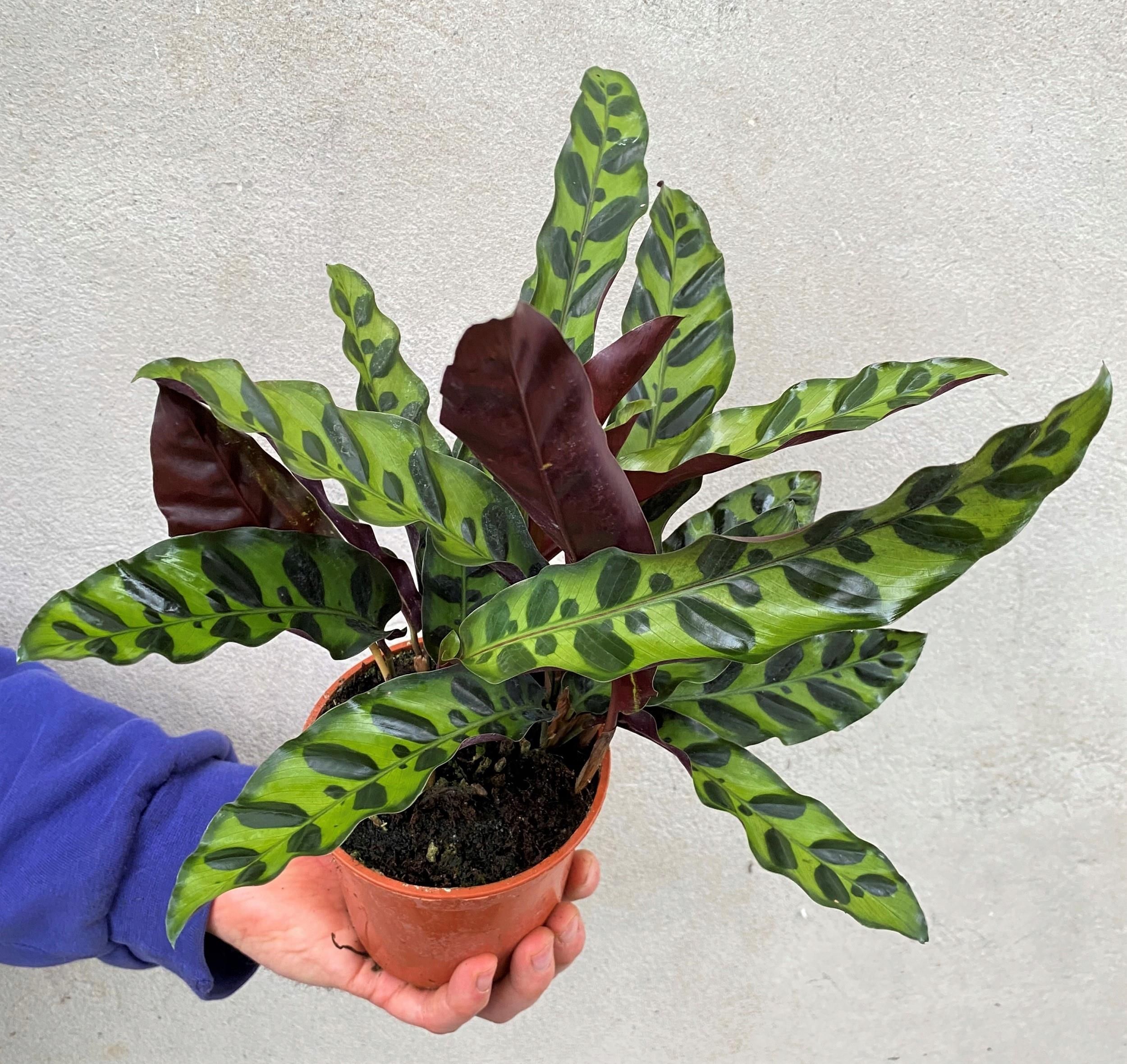 Calathea Lancifolia Kalatea Lancetolistna - Ceny i opinie - Ceneo.pl