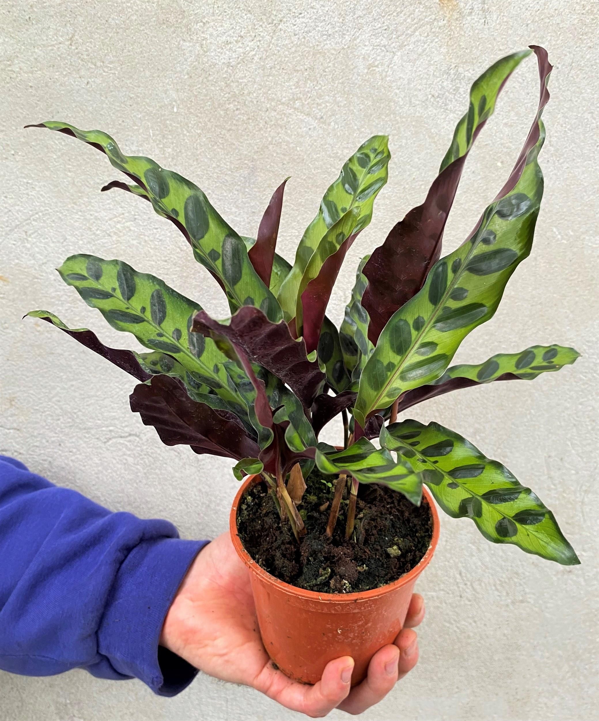 Calathea Lancifolia Kalatea Lancetolistna - Ceny i opinie - Ceneo.pl
