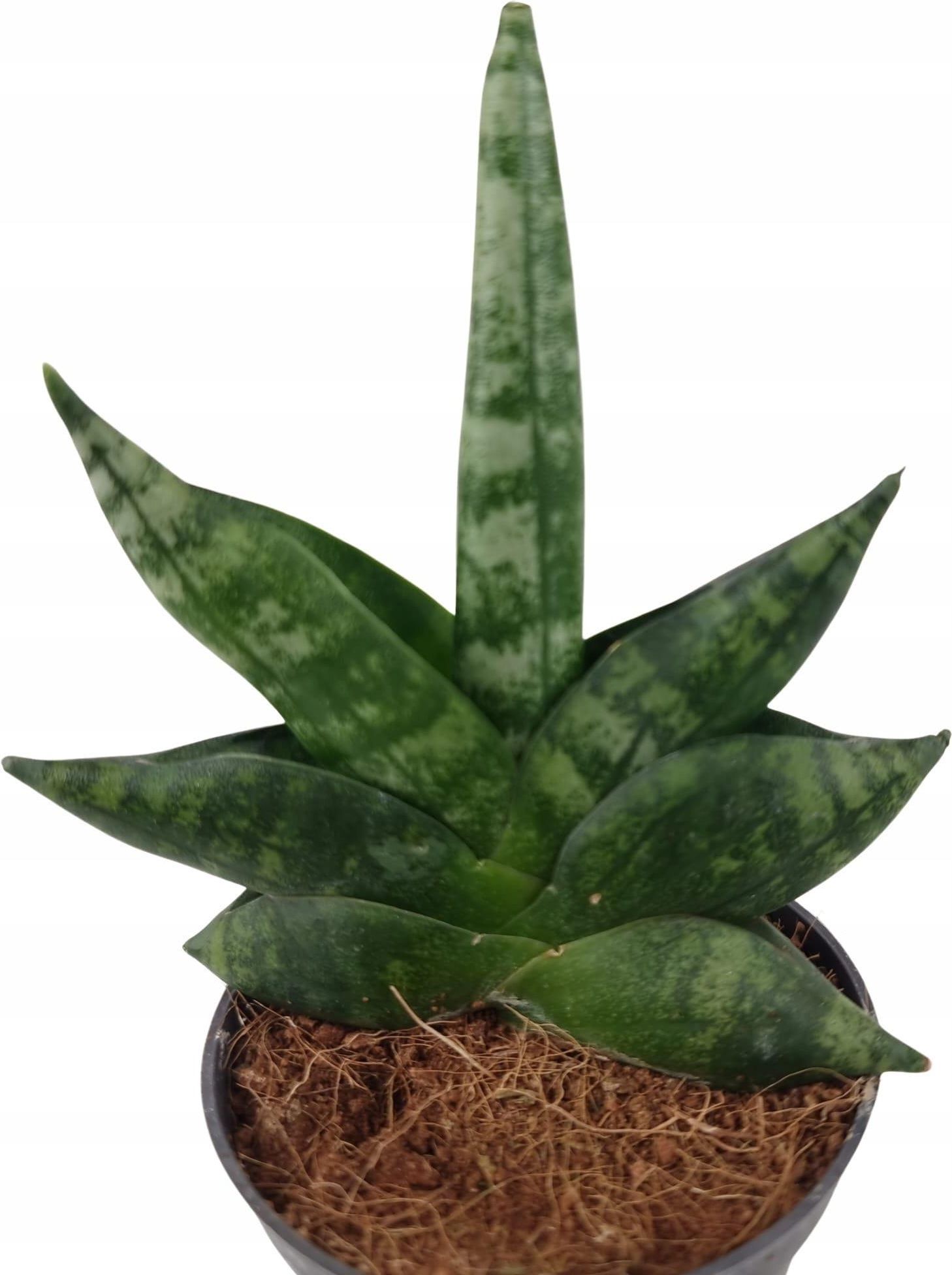 Sansevieria Cylindrica Boncel Sansewieria - Ceny i opinie - Ceneo.pl