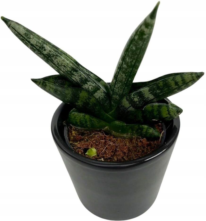 Sansevieria Cylindrica Boncel Sansewieria - Ceny i opinie - Ceneo.pl