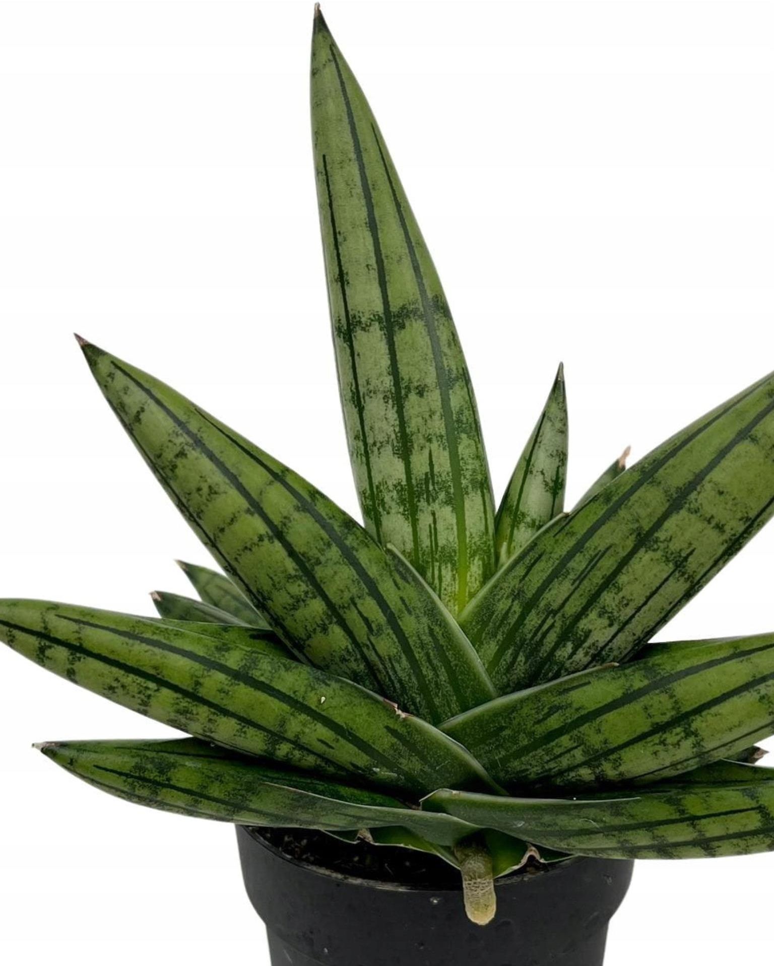 Sansevieria Cylindrica Boncel Sansewieria - Ceny i opinie - Ceneo.pl