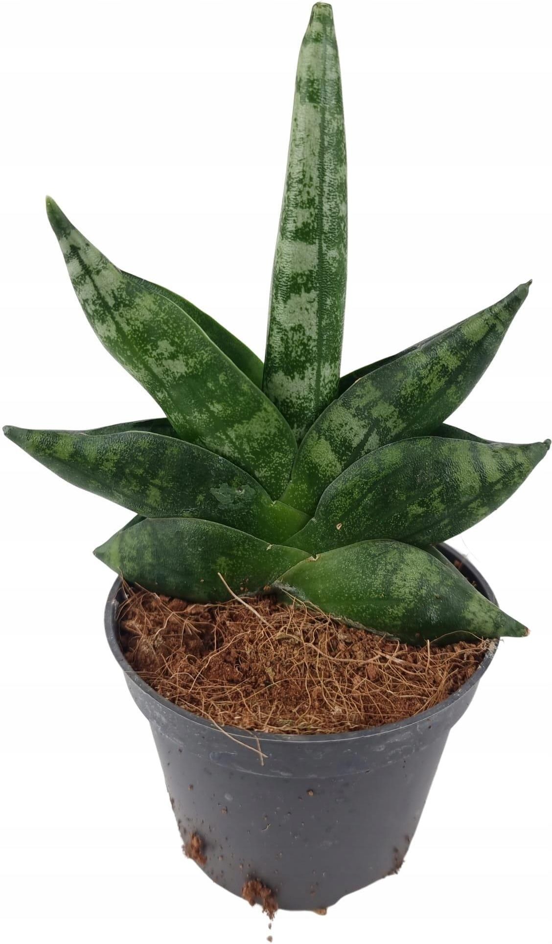 Sansevieria Cylindrica Boncel Sansewieria - Ceny i opinie - Ceneo.pl