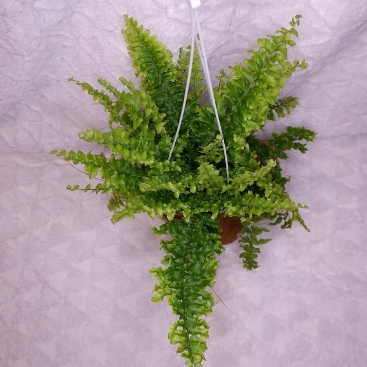 Paproć Królewska Nephrolepis Paprotka D.12cm - Ceny i opinie - Ceneo.pl