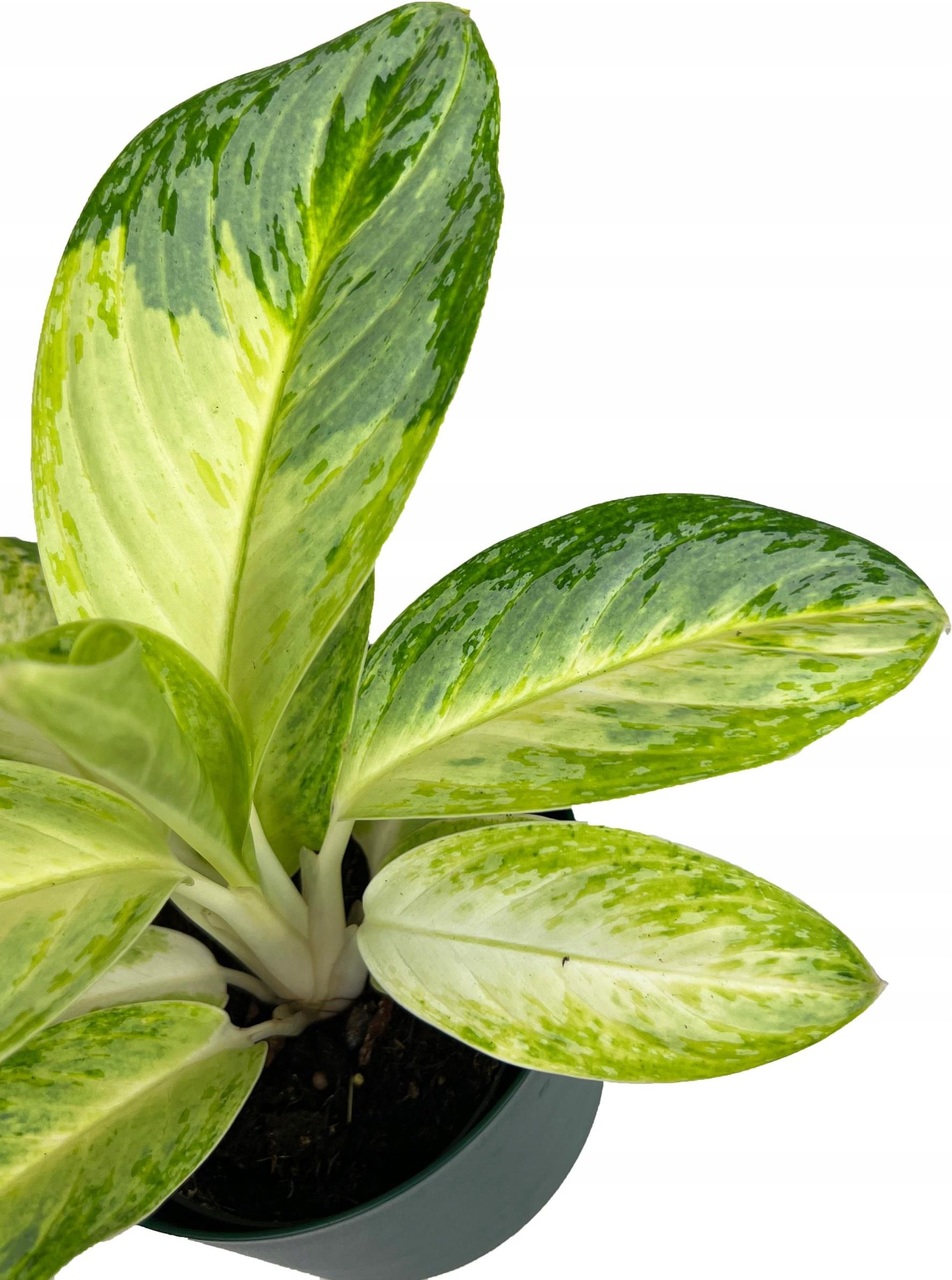 Aglaonema Arctic Lime Piękna Kolekcjonerska - Ceny i opinie - Ceneo.pl
