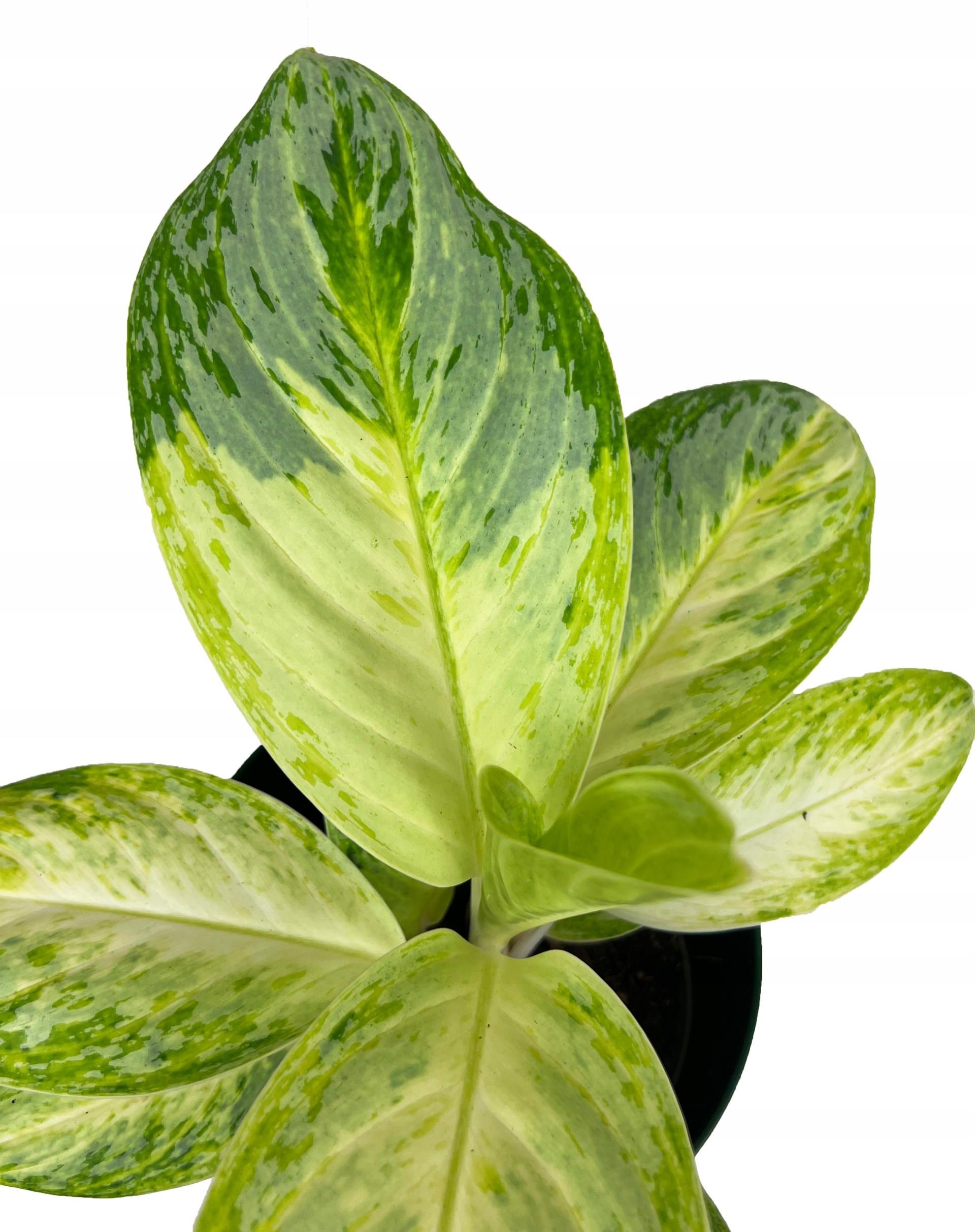 Aglaonema Arctic Lime Piękna Kolekcjonerska - Ceny i opinie - Ceneo.pl