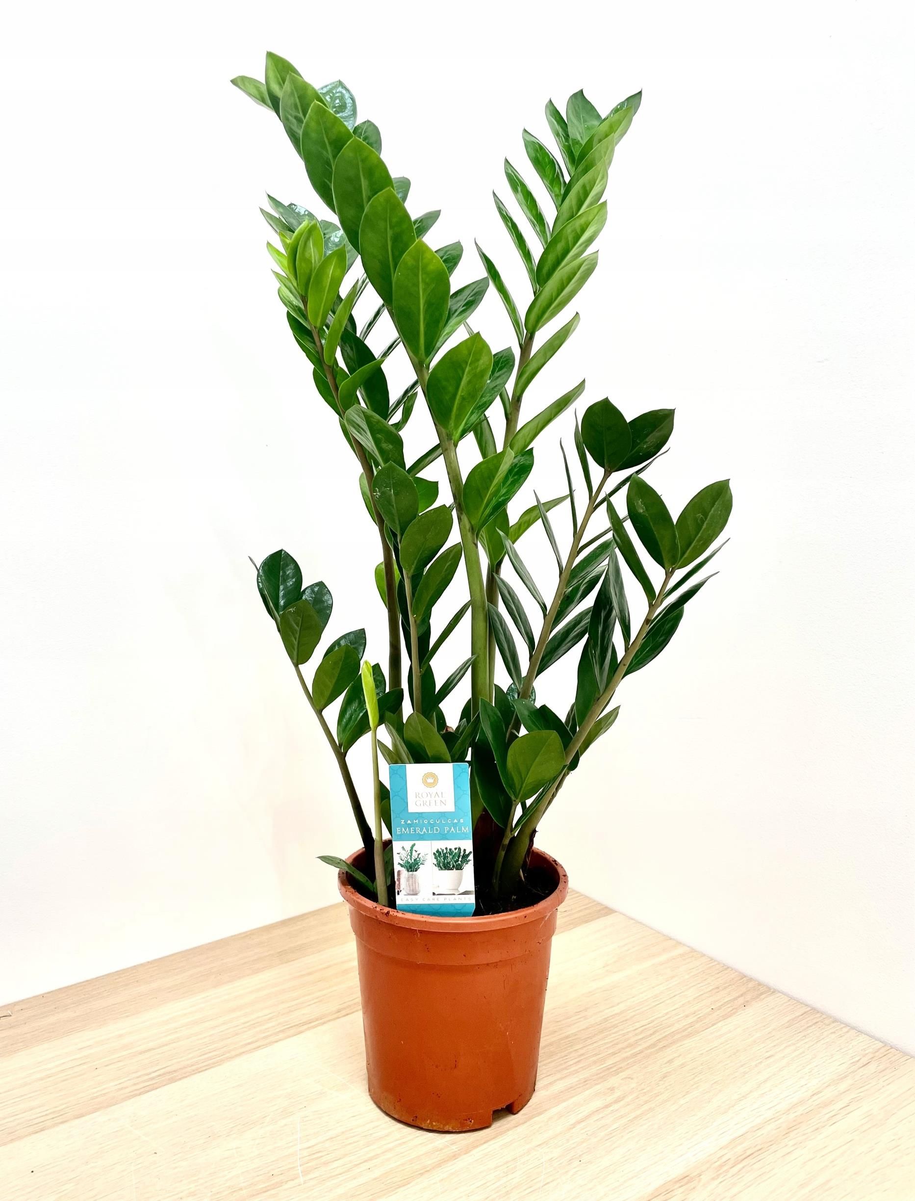 Duży Zamiokulkas Zamia 80cm L - Ceny i opinie - Ceneo.pl