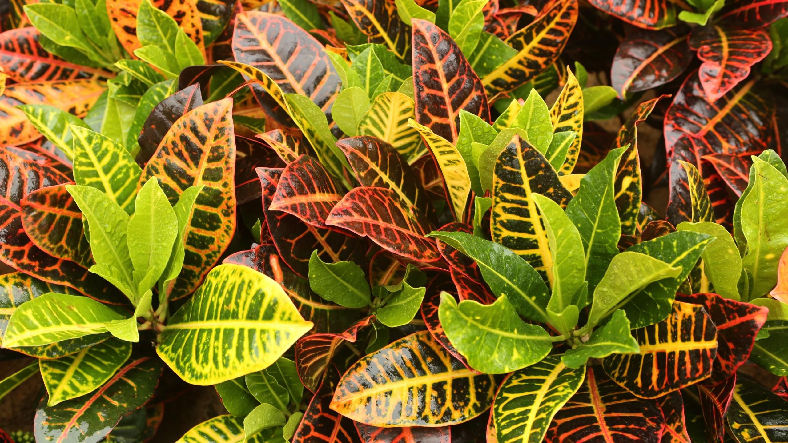 Codiaeum Variegatum Kroton Petra Piękny - Ceny i opinie - Ceneo.pl