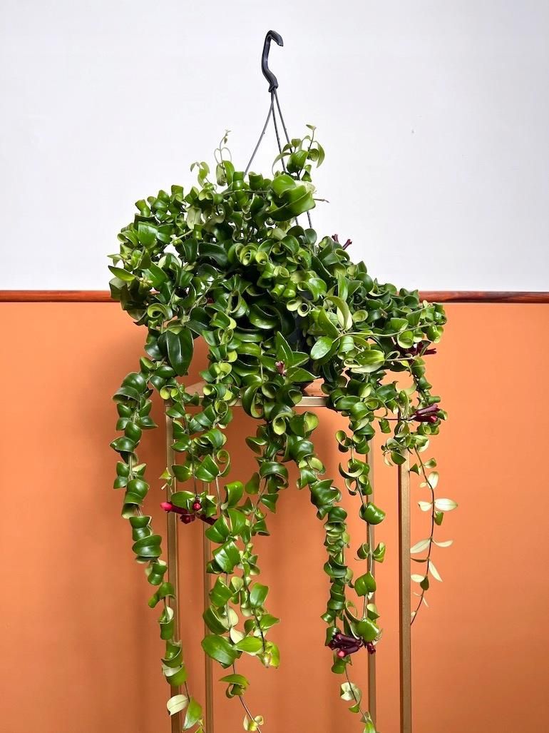 Aeschynanthus Rasta, Zakręcone Liście Rośliny - Ceny i opinie - Ceneo.pl