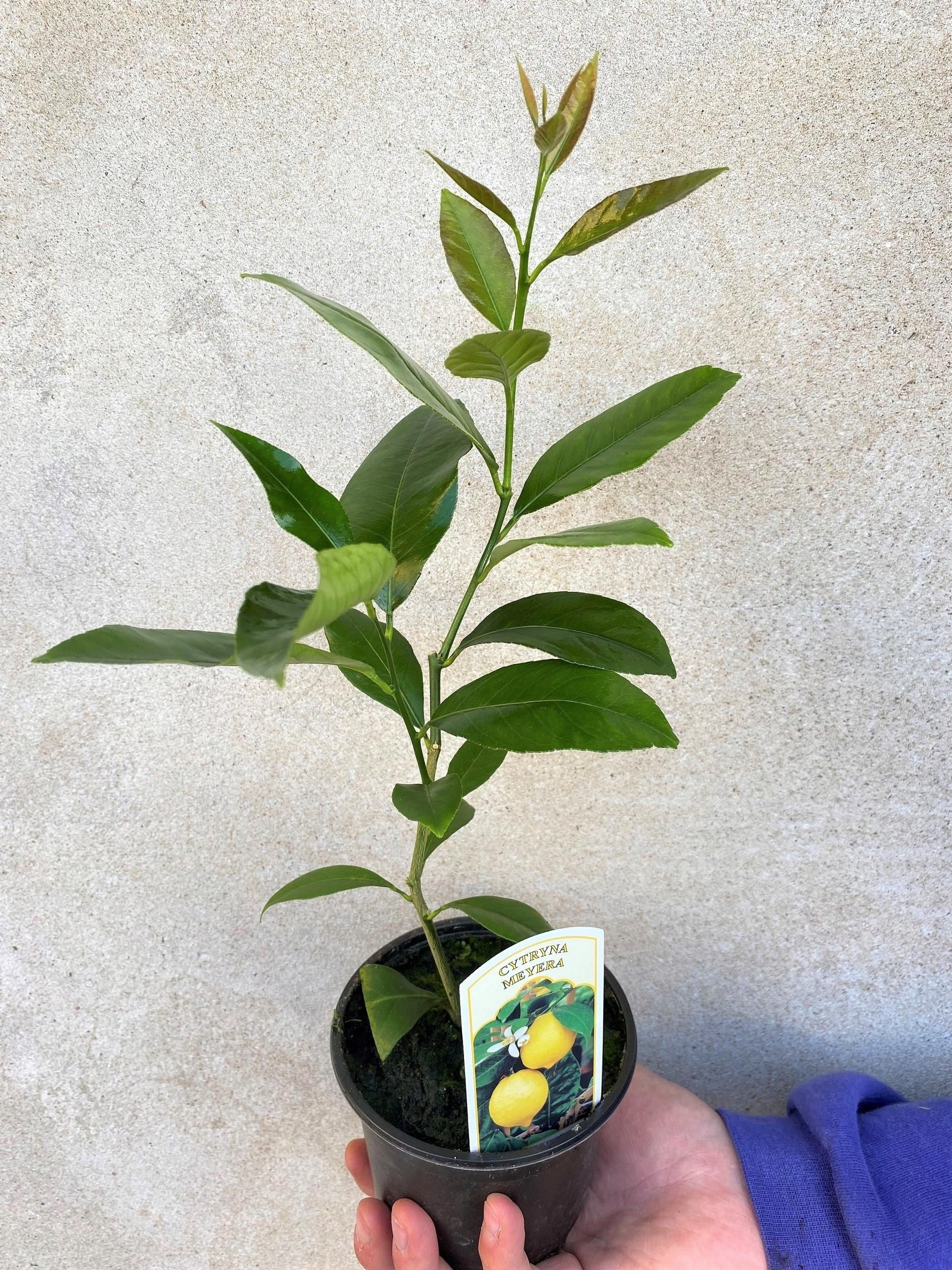 Cytryna Meyera Citrus Limon Meyer - Ceny i opinie - Ceneo.pl