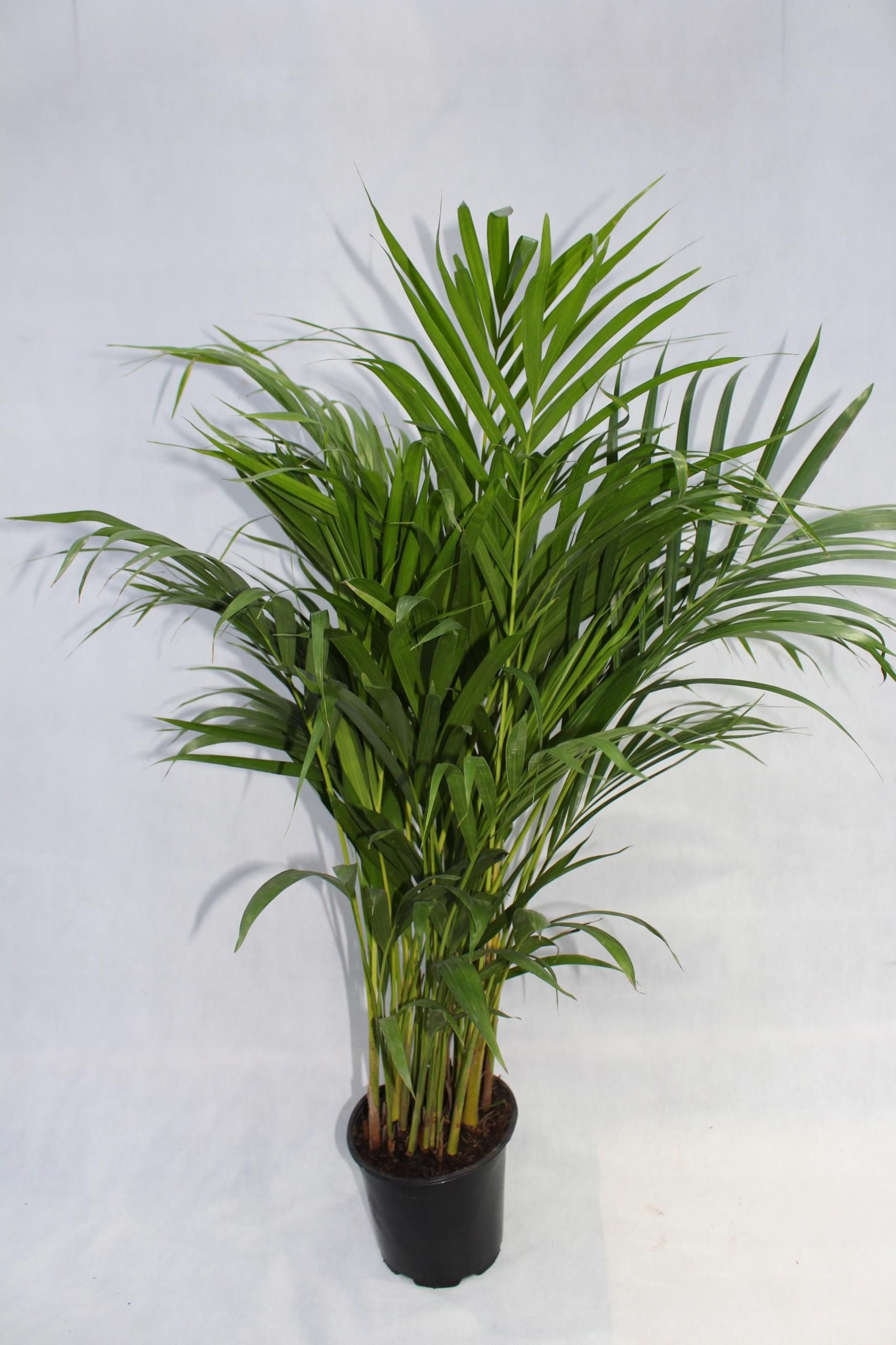 Palma Areca Areka Oczyszcza Powietrze Duża Xl - Ceny i opinie - Ceneo.pl