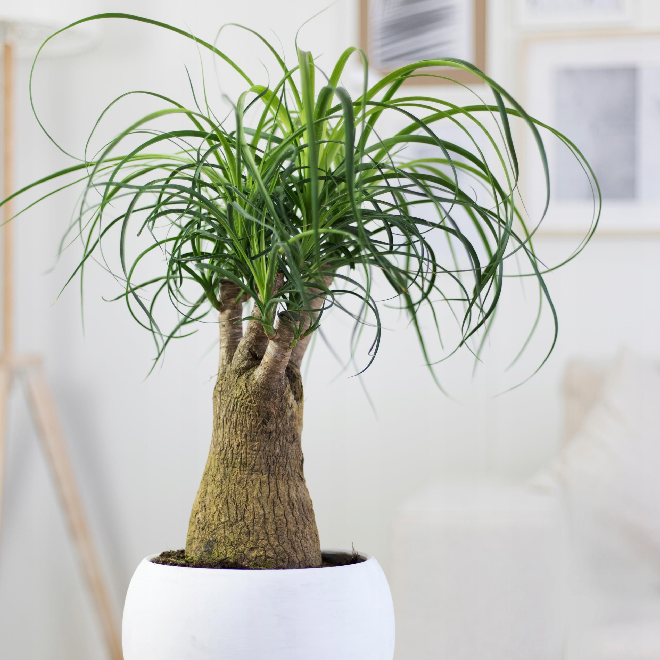 Nolina Wygięta Słoniowa Stopa Łatwa Uprawa S - Ceny i opinie - Ceneo.pl