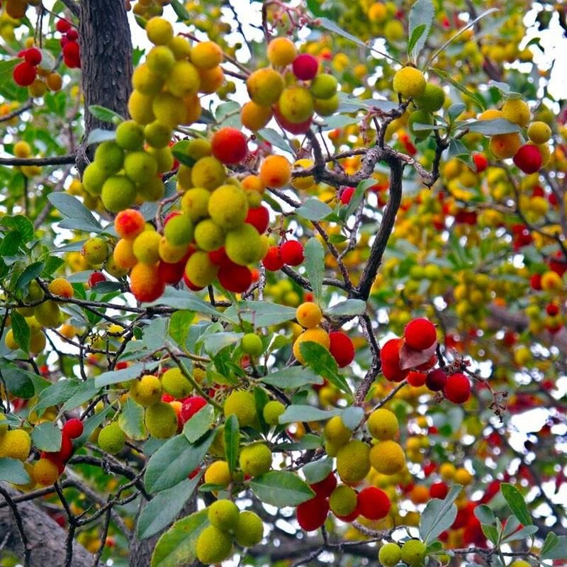 Drzewko Truskawkowe Poziomkowe Sadzonka 2L - Ceny i opinie - Ceneo.pl
