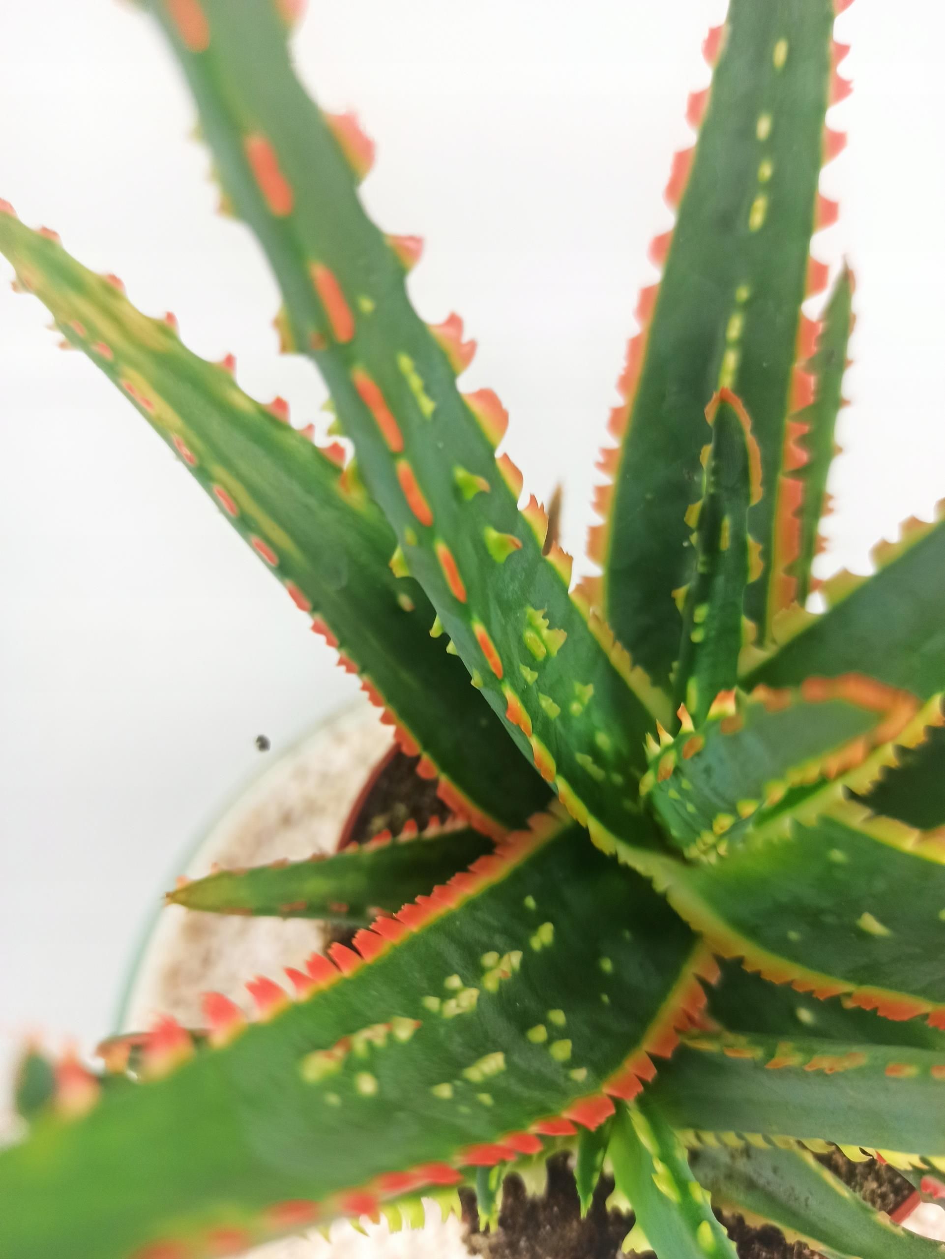 Aloe Dennyz Aloes - Ceny i opinie - Ceneo.pl