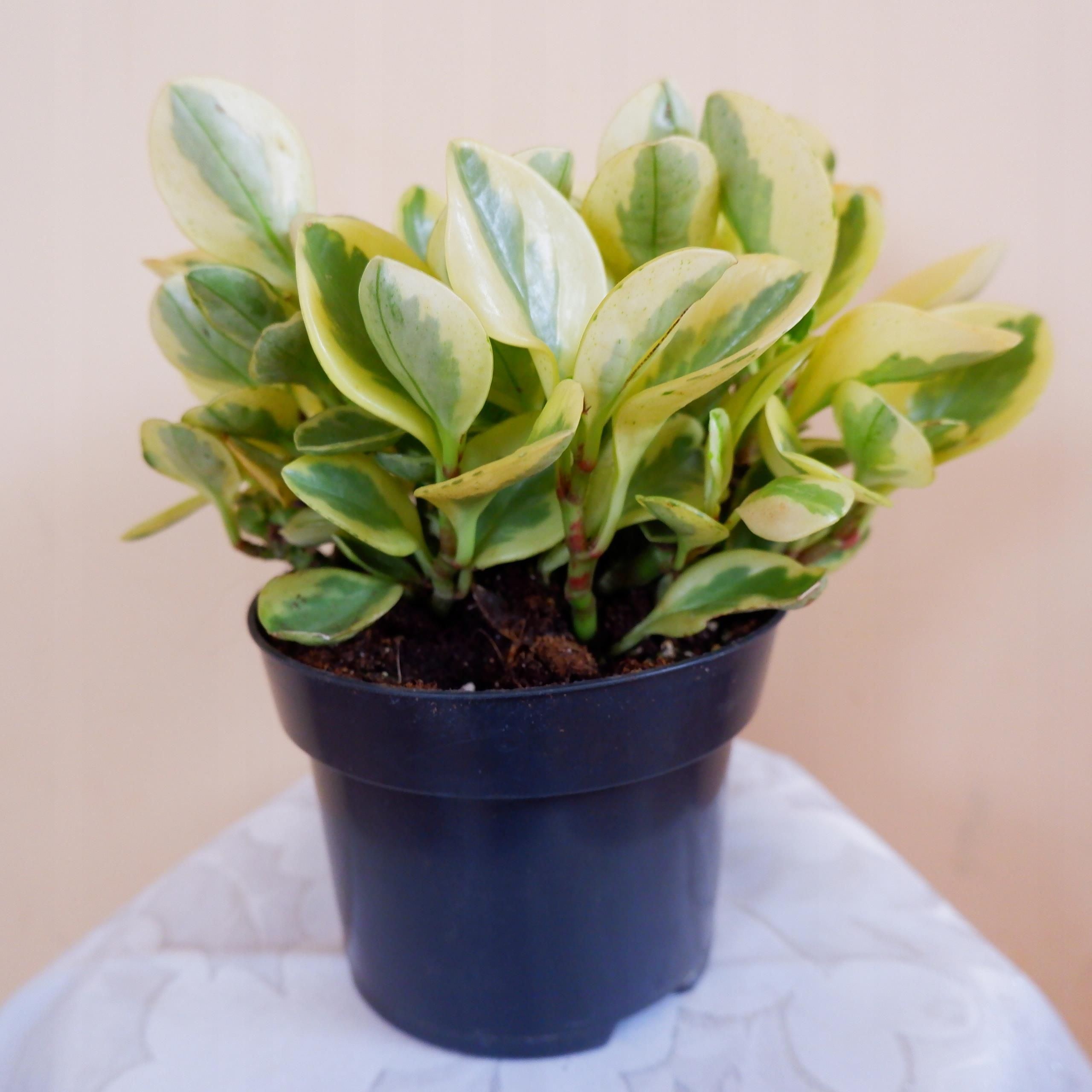 Peperomia Magnoliolistna Variegata Gęsta D.13cm - Ceny i opinie - Ceneo.pl