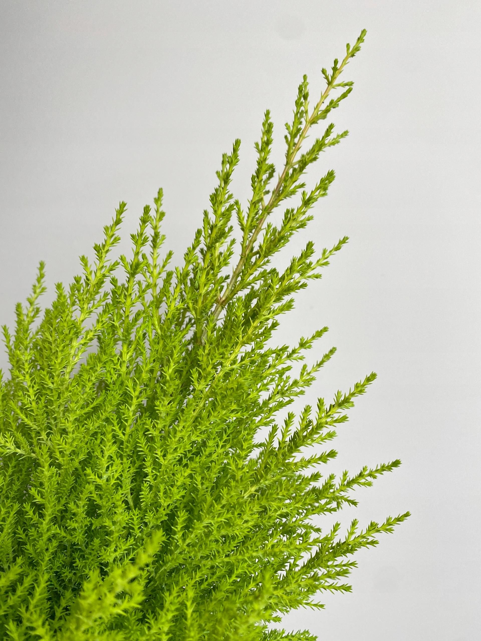 Cyprys Wilma Cupressus Zielono-Żółty Ogród Balkon - Ceny i opinie ...