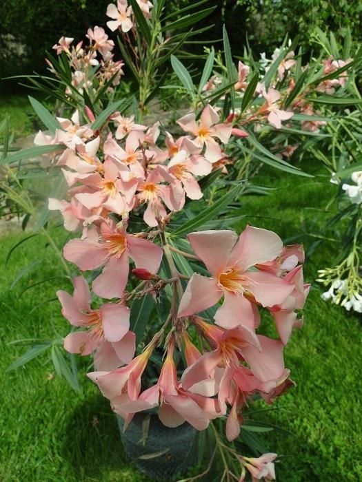 Oleander Łososiowy Petit Salmon - Ceny i opinie - Ceneo.pl