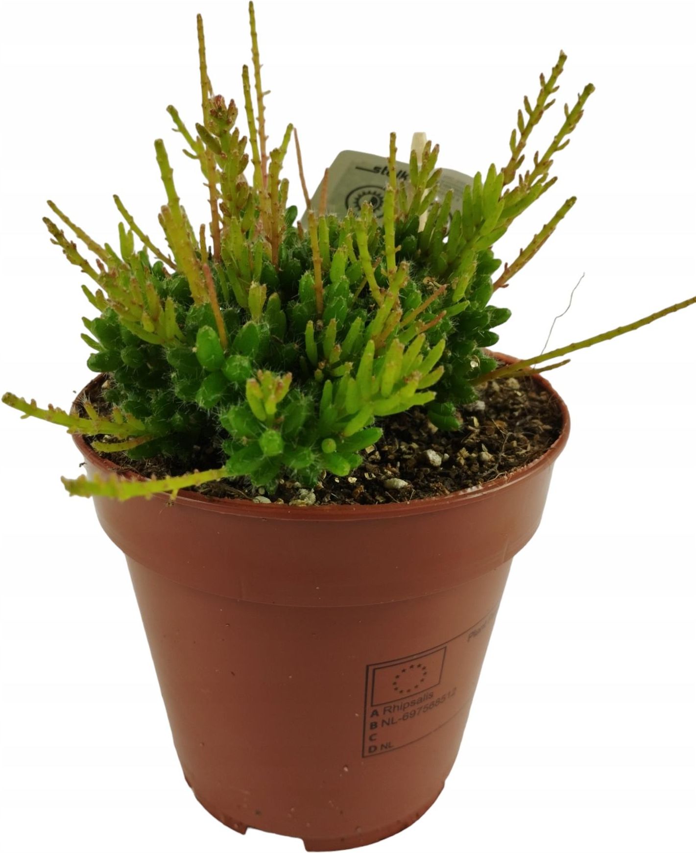 Rhipsalis Mesembryanthemoides Patyczak - Ceny i opinie - Ceneo.pl