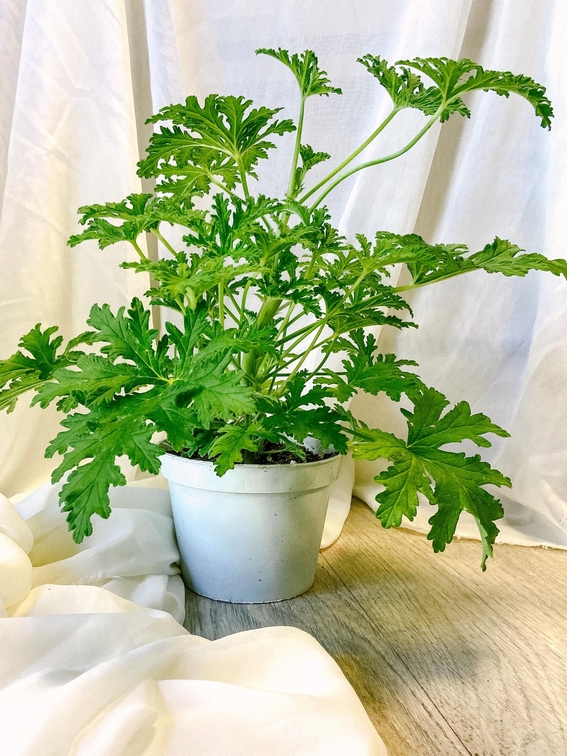 Geranium, Anginka, Roślina Do Ucha, Pelargonia - Ceny i opinie - Ceneo.pl