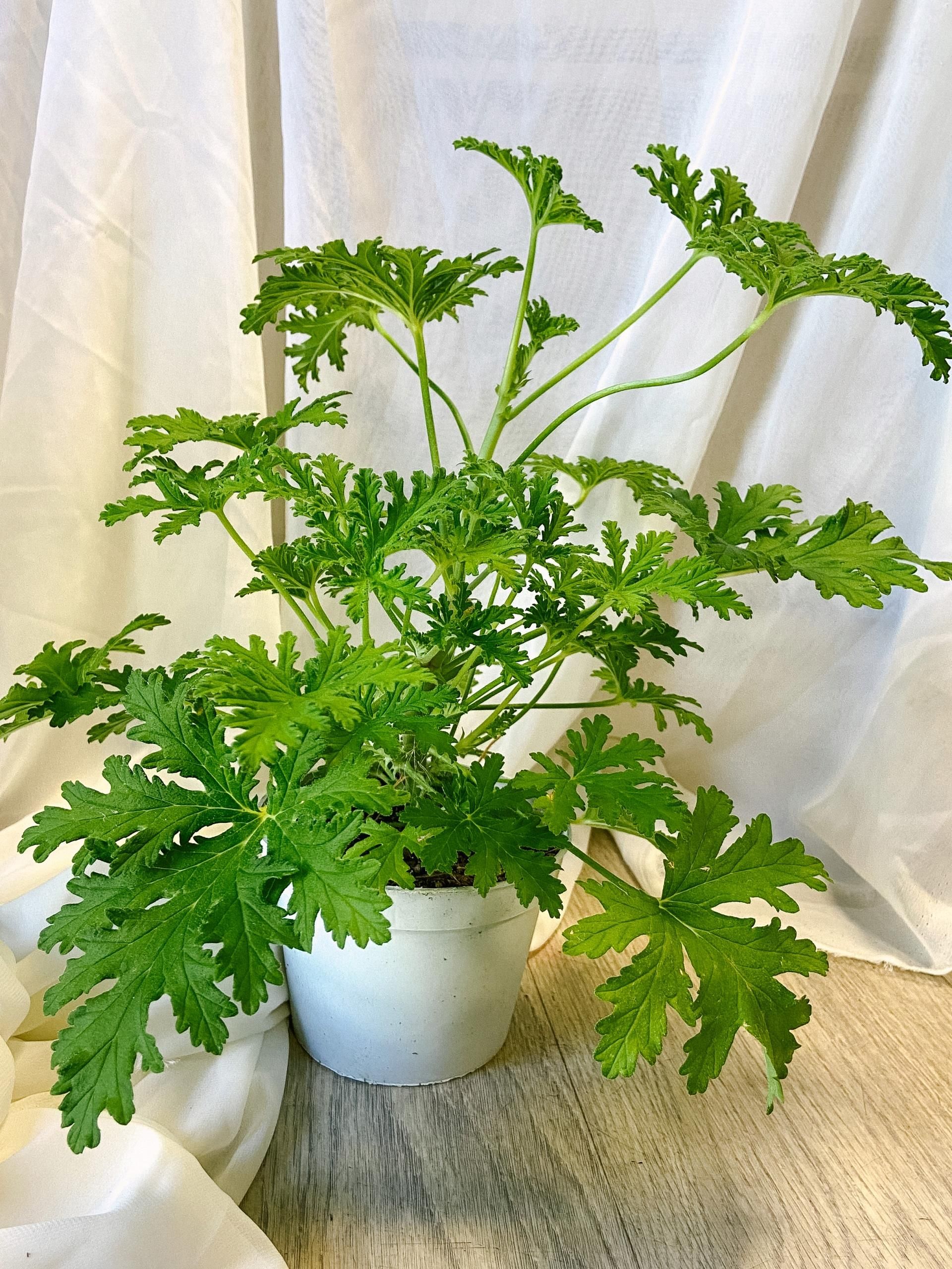 Geranium, Anginka, Roślina Do Ucha, Pelargonia - Ceny i opinie - Ceneo.pl Geranium, Anginka, Roślina Do Ucha, Pelargonia - Ceny i opinie - Ceneo.pl