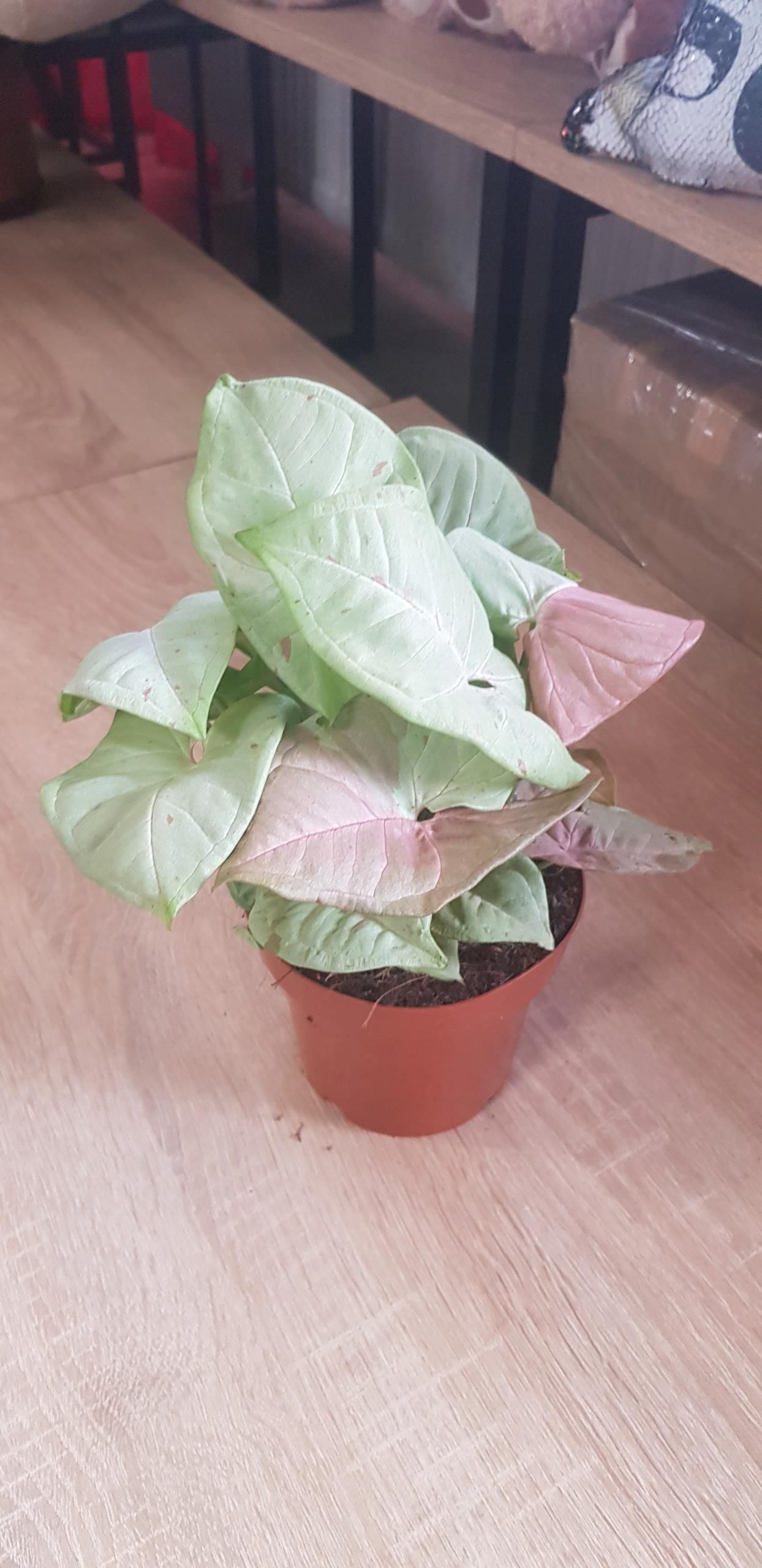 Syngonium Confetti - Ceny i opinie - Ceneo.pl