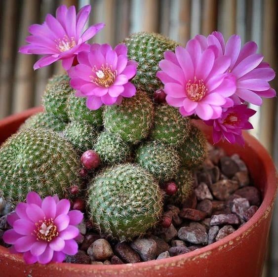 Rebutia Perplexa Piękny Kaktus Efektowne Kwiaty - Ceny i opinie - Ceneo.pl