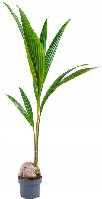 Palma Kokosowa Coco Nucifera 125cm - Ceny i opinie - Ceneo.pl