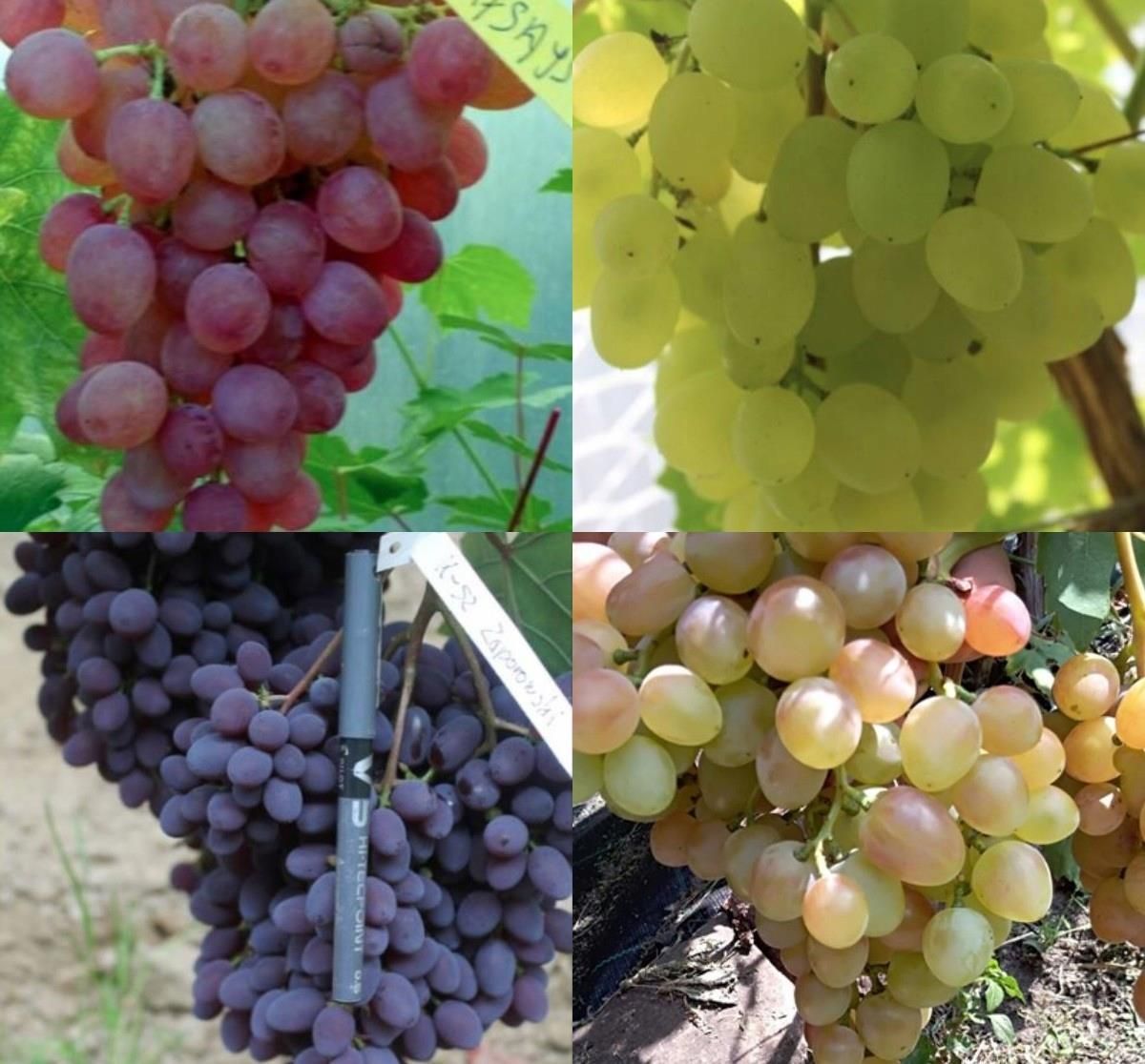 4 Kiszmisze Beznasienne. Sadzonki Winorośli - Ceny i opinie - Ceneo.pl