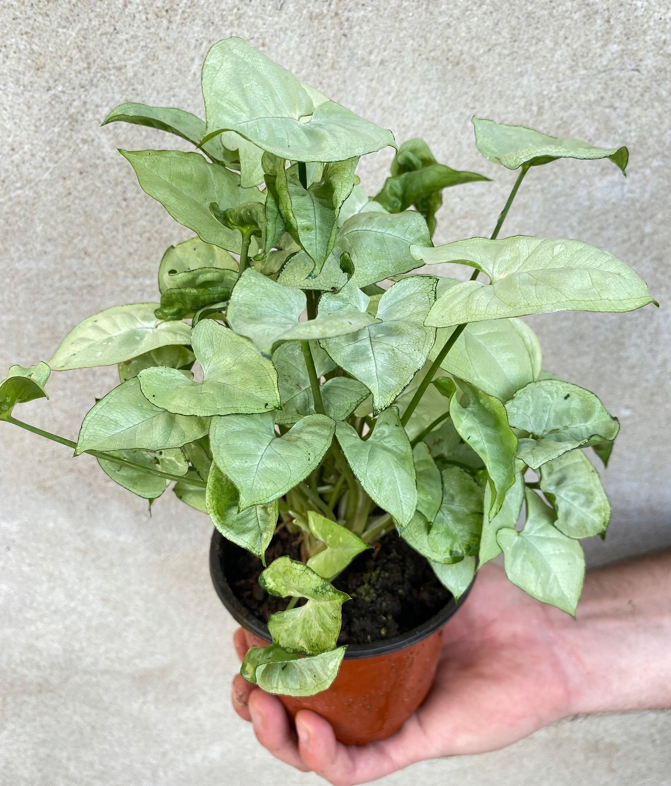 Syngonium Silver Pearl Zroślicha Don.11cm - Ceny i opinie - Ceneo.pl