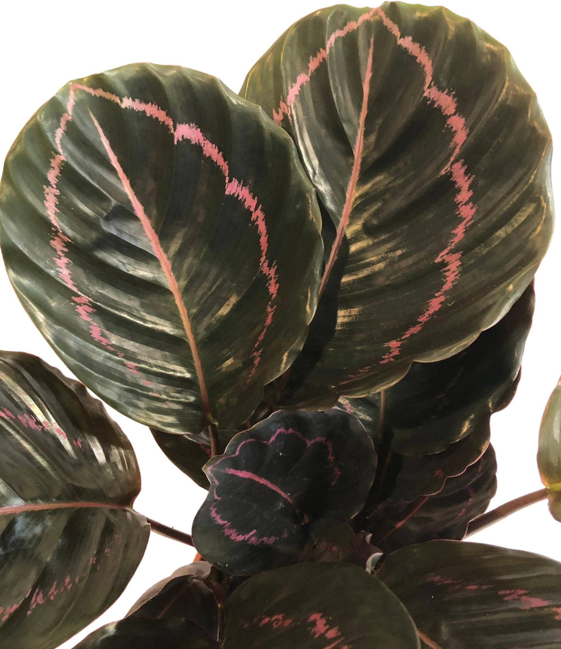 Calathea Dottie Kalatea Piękna Roślina Do Domu - Ceny i opinie - Ceneo.pl